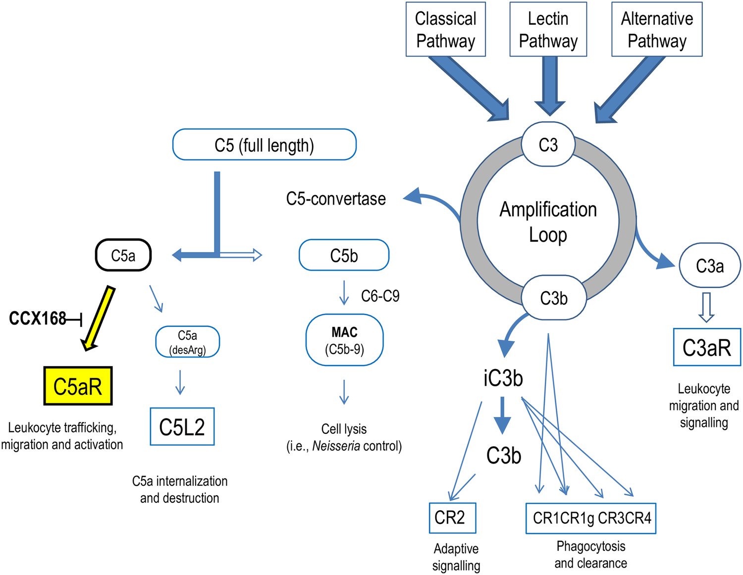 Advocating for Patients with Vasculitis: A Steroid-Sparing Regimen with ...