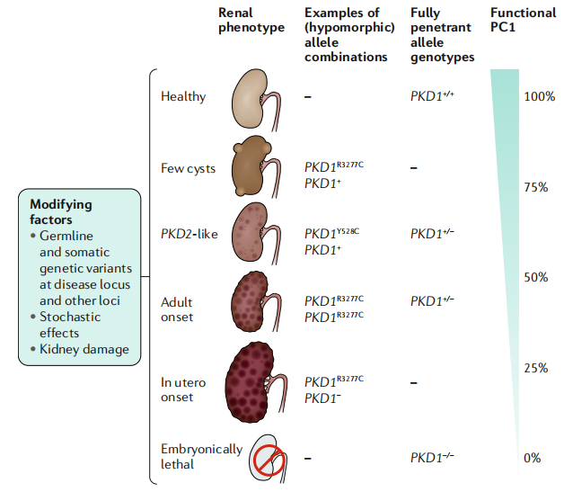 Role of mRNA cis-inhibition in PKD progression — NephJC
