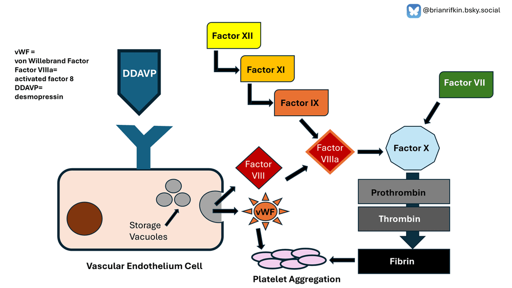 Double Trouble: ddAVP and the Bleeding Biopsy — NephJC