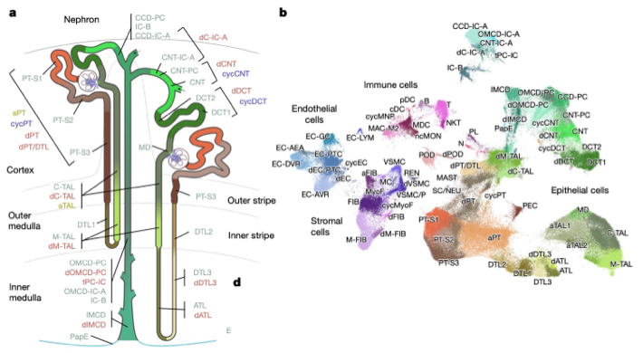 The Kidney Cellular Architecture: A Renal Research Roadmap — NephJC