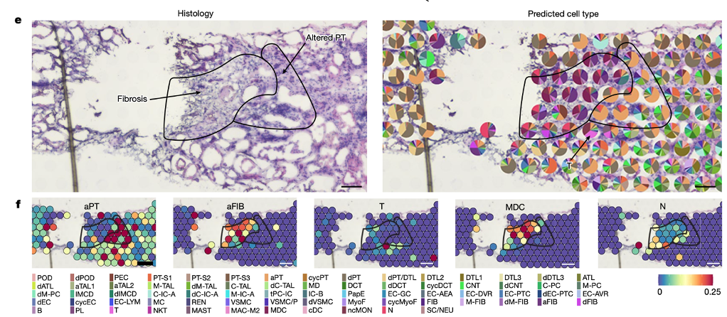 The Kidney Cellular Architecture: A Renal Research Roadmap — NephJC