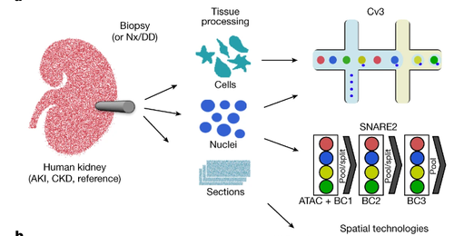 The Kidney Cellular Architecture: A Renal Research Roadmap — NephJC