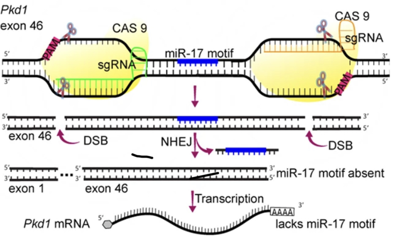 Role of mRNA cis-inhibition in PKD progression — NephJC