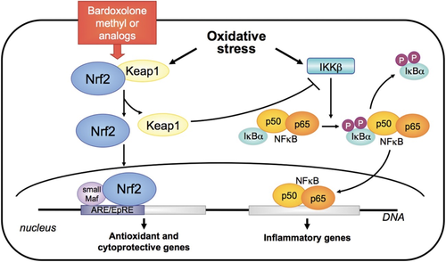 Bardoxolone in Alport Syndrome: The CARDINAL trial — NephJC