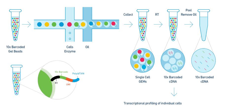 The Kidney Cellular Architecture: A Renal Research Roadmap — NephJC