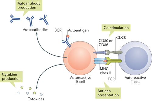 Rituximab, Remission, and Relapses in ANCA Vasculitis — NephJC