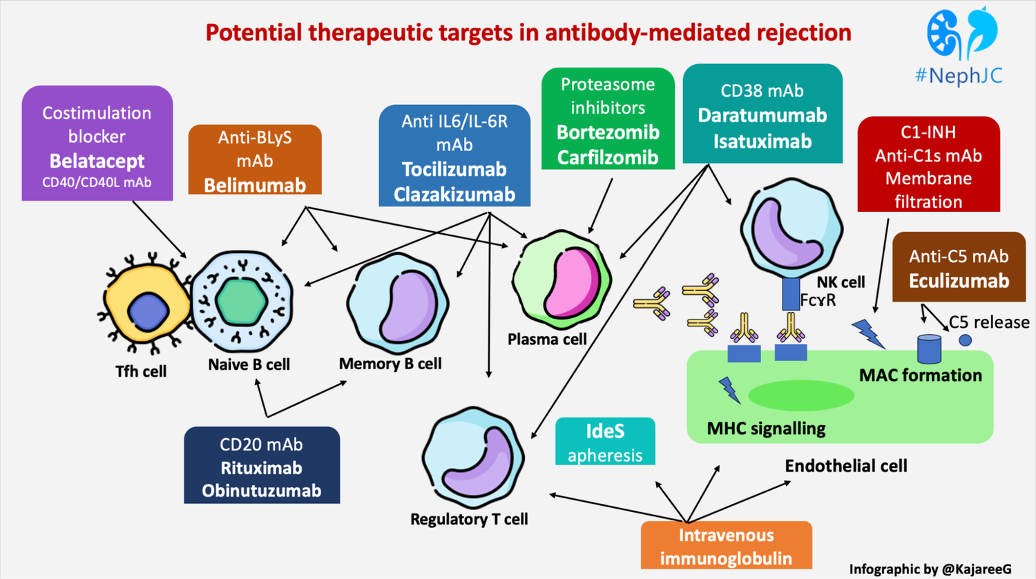 Playing It Safe: Can Felzartamab Fill the Gap in AMR Treatment? — NephJC