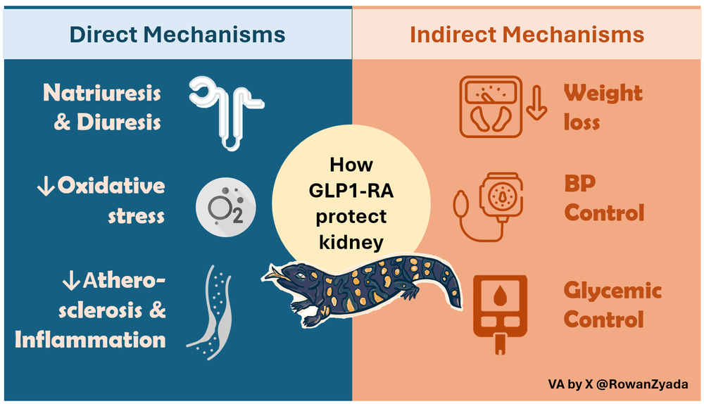 FLOWing with the SemagluTIDE — NephJC