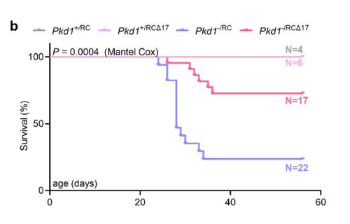 Role of mRNA cis-inhibition in PKD progression — NephJC
