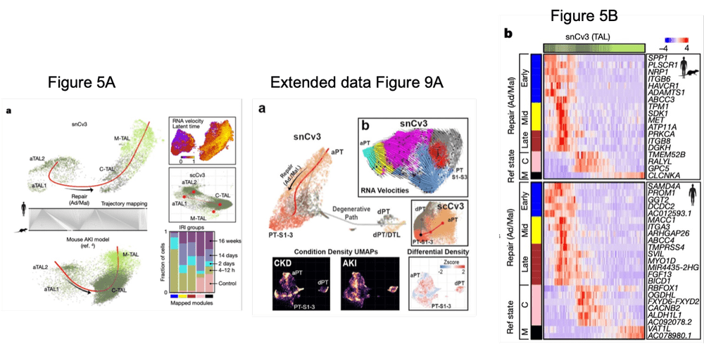 The Kidney Cellular Architecture: A Renal Research Roadmap — NephJC