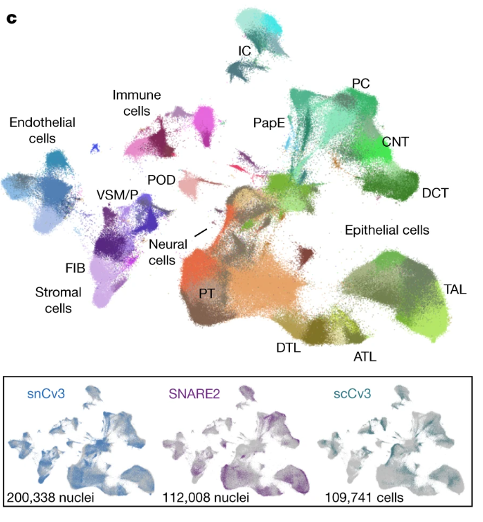 The Kidney Cellular Architecture: A Renal Research Roadmap — NephJC