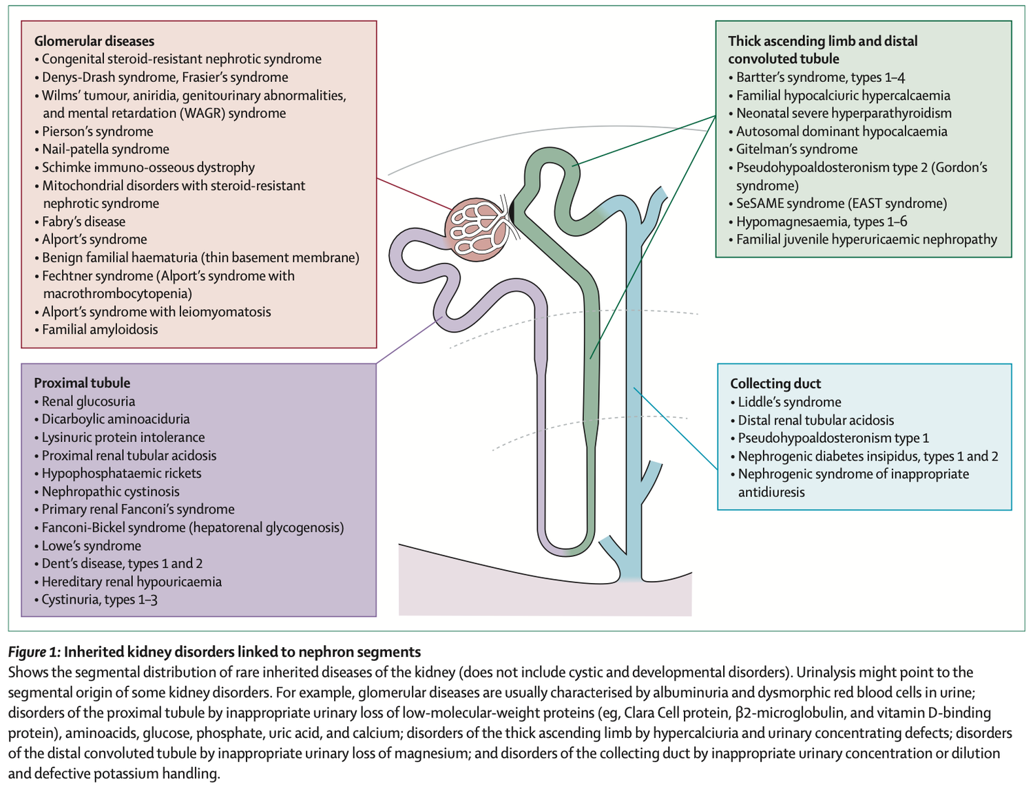Mapping the course of rare renal diseases with RaDaR — NephJC