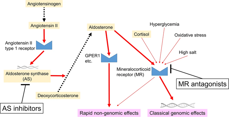 Advance-HTN: Return of the systolic order – Lorundrostat’s role in ...