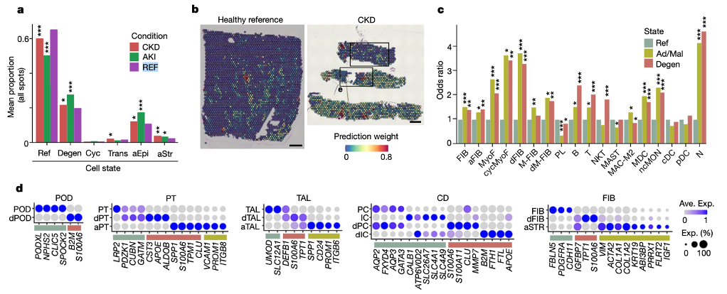 The Kidney Cellular Architecture: A Renal Research Roadmap — NephJC