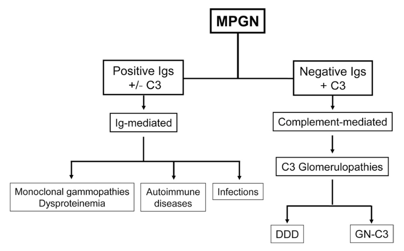 Shedding Light on the Dense Matter of C3 Glomerulopathy — NephJC