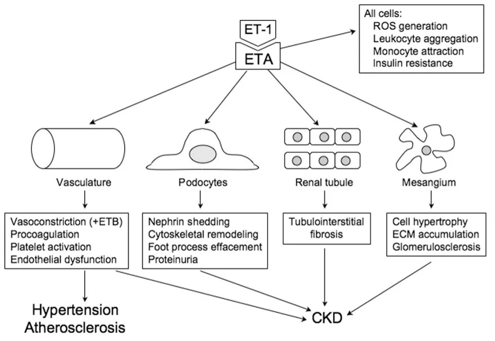 PRECISION Targeting in Resistant Hypertension — NephJC