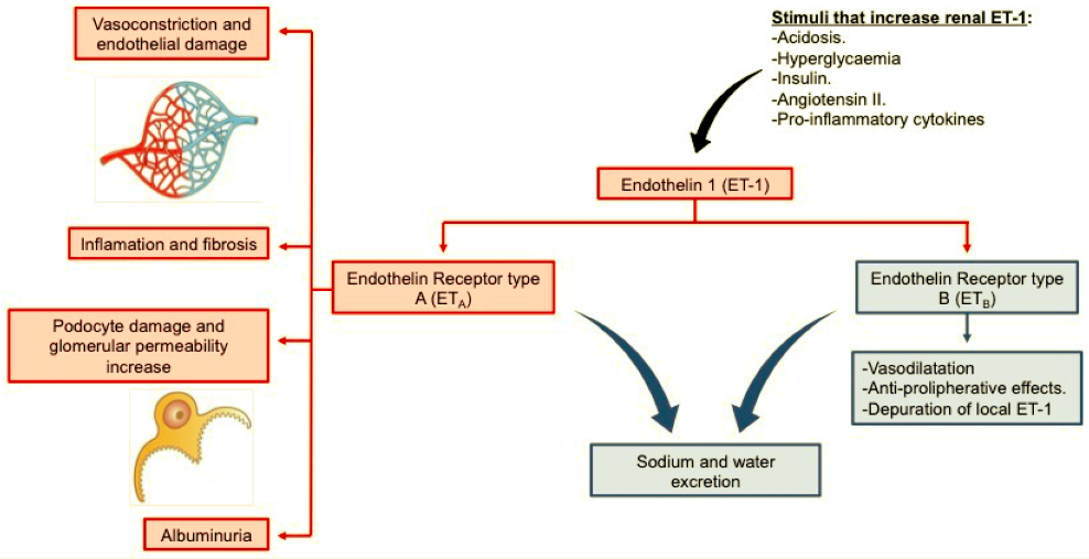 Sparsentan in IgA Nephropathy : The PROTECT trial — NephJC