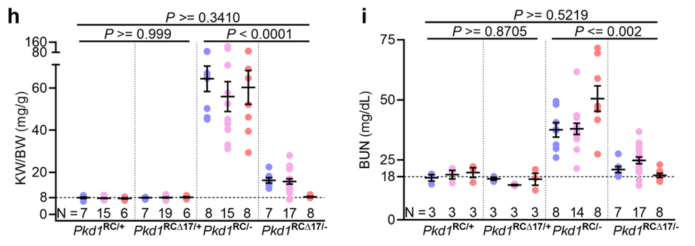 Role of mRNA cis-inhibition in PKD progression — NephJC