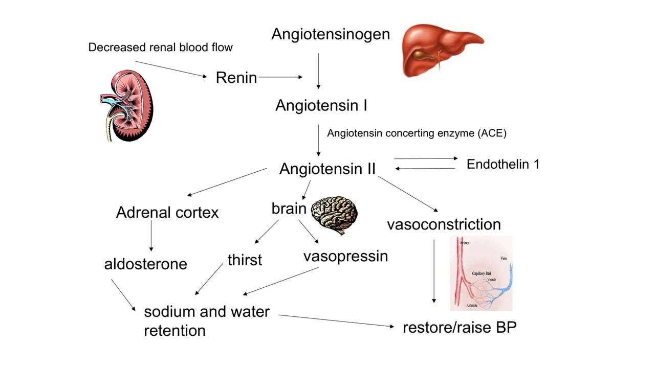 Undercover Aldosterone — NephJC