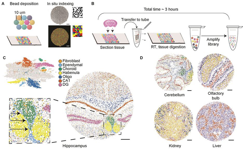 The Kidney Cellular Architecture: A Renal Research Roadmap — NephJC