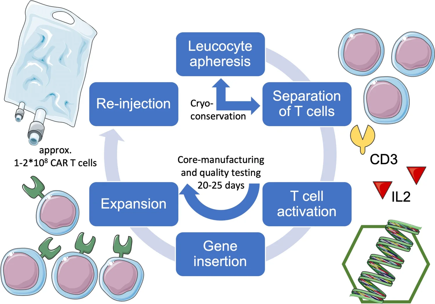 Is the horse before the CAR T in SLE? — NephJC