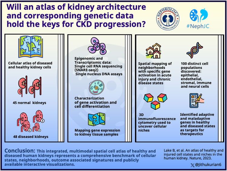 The Kidney Cellular Architecture Atlas — NephJC