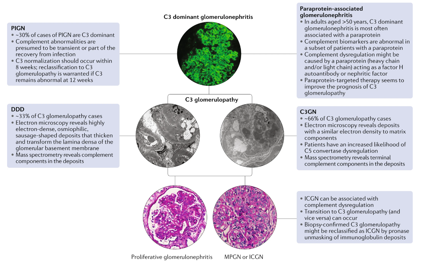 Shedding Light on the Dense Matter of C3 Glomerulopathy — NephJC