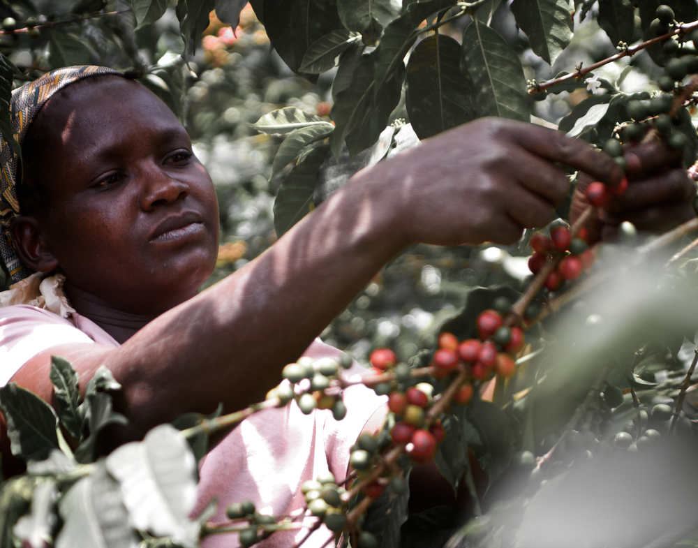 Craft Coffee — Roots Coffeehouse