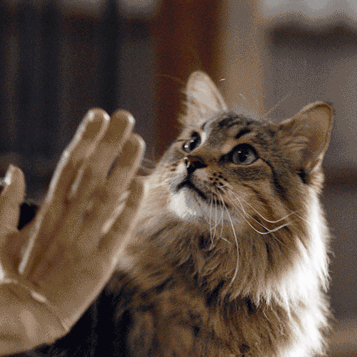 Cat High Five Animated Gif