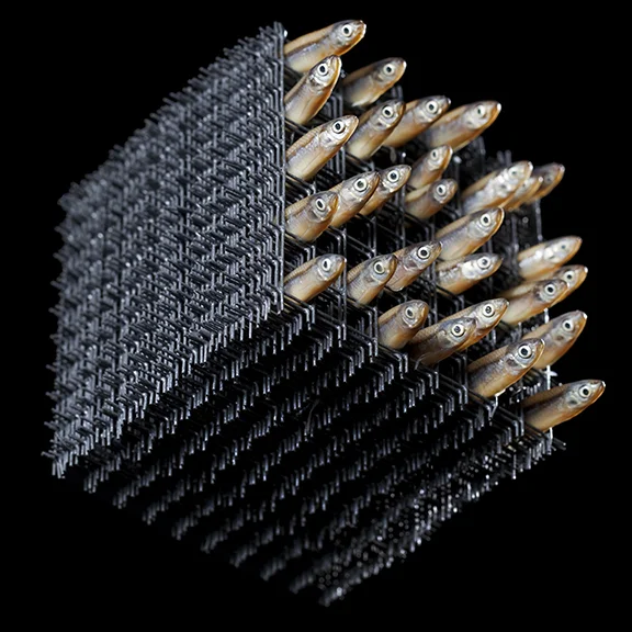 MAX SHUSTER Photography