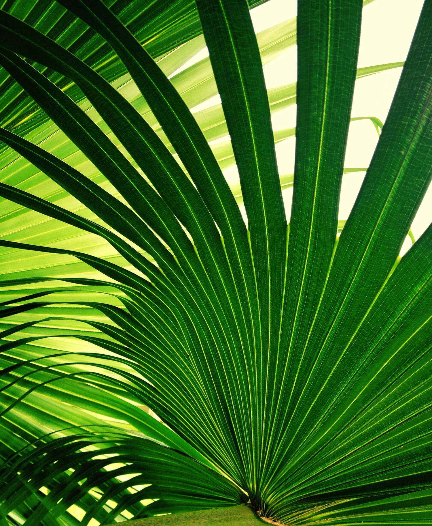 2017 ALL Botanical: Winners — Contemporary Art Gallery Online Exhibitions