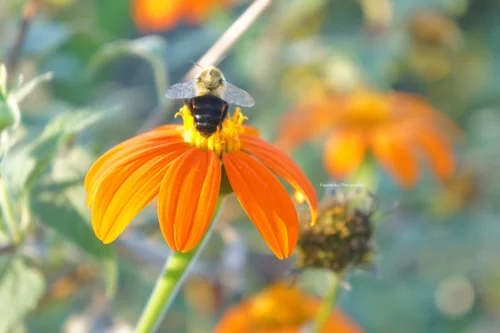 2017 ALL Botanical: Winners — Contemporary Art Gallery Online Exhibitions