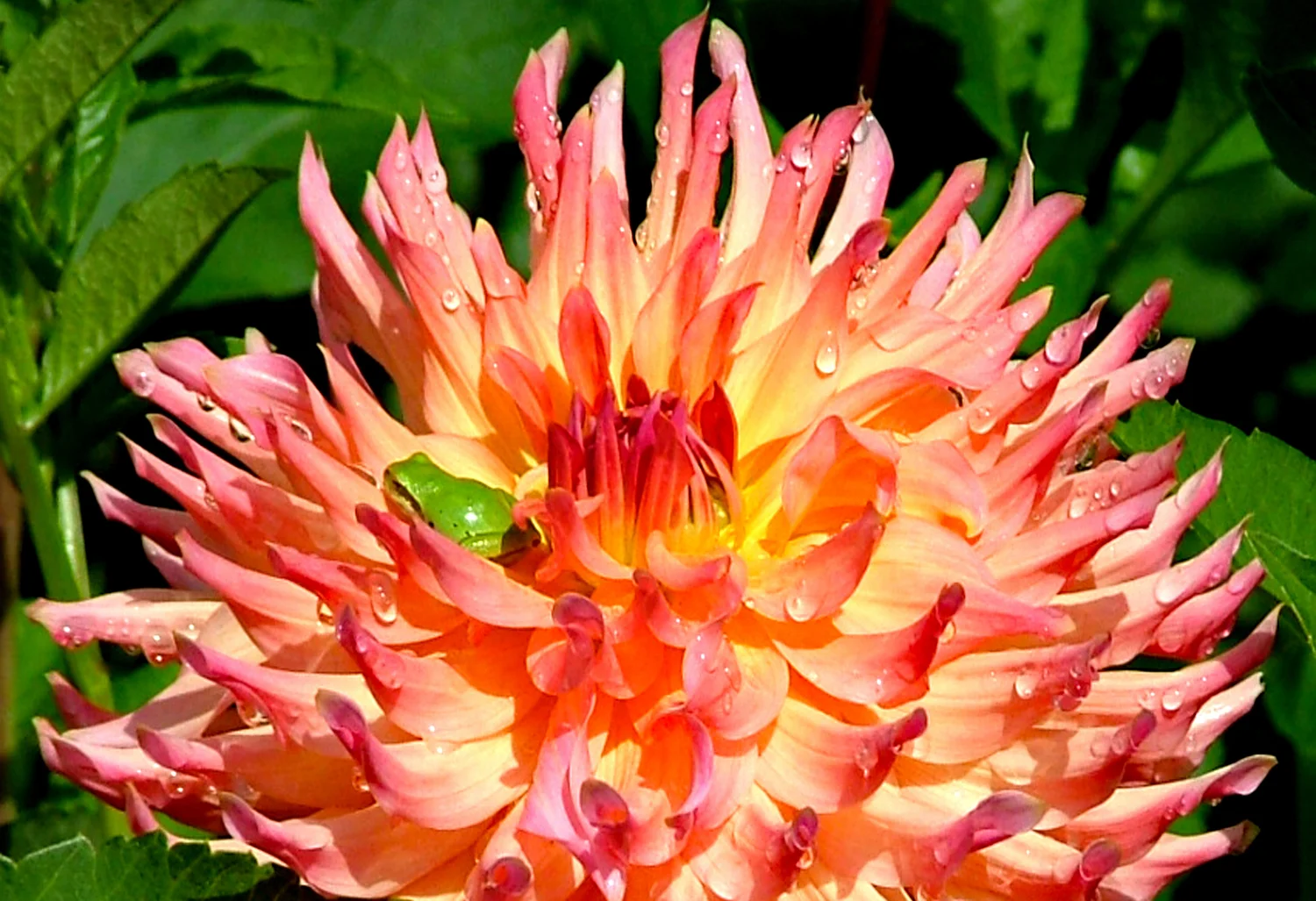 2018 ALL Botanical Winners — Contemporary Art Gallery Online Exhibitions