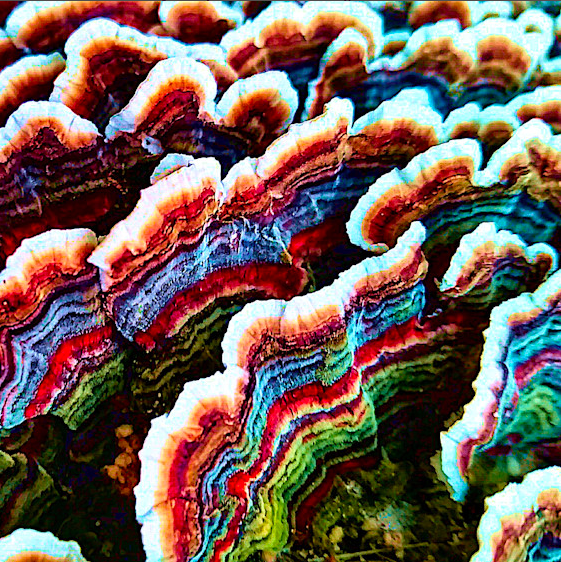 2021 "ALL Planet Earth Winners" — Contemporary Art Gallery Online ...