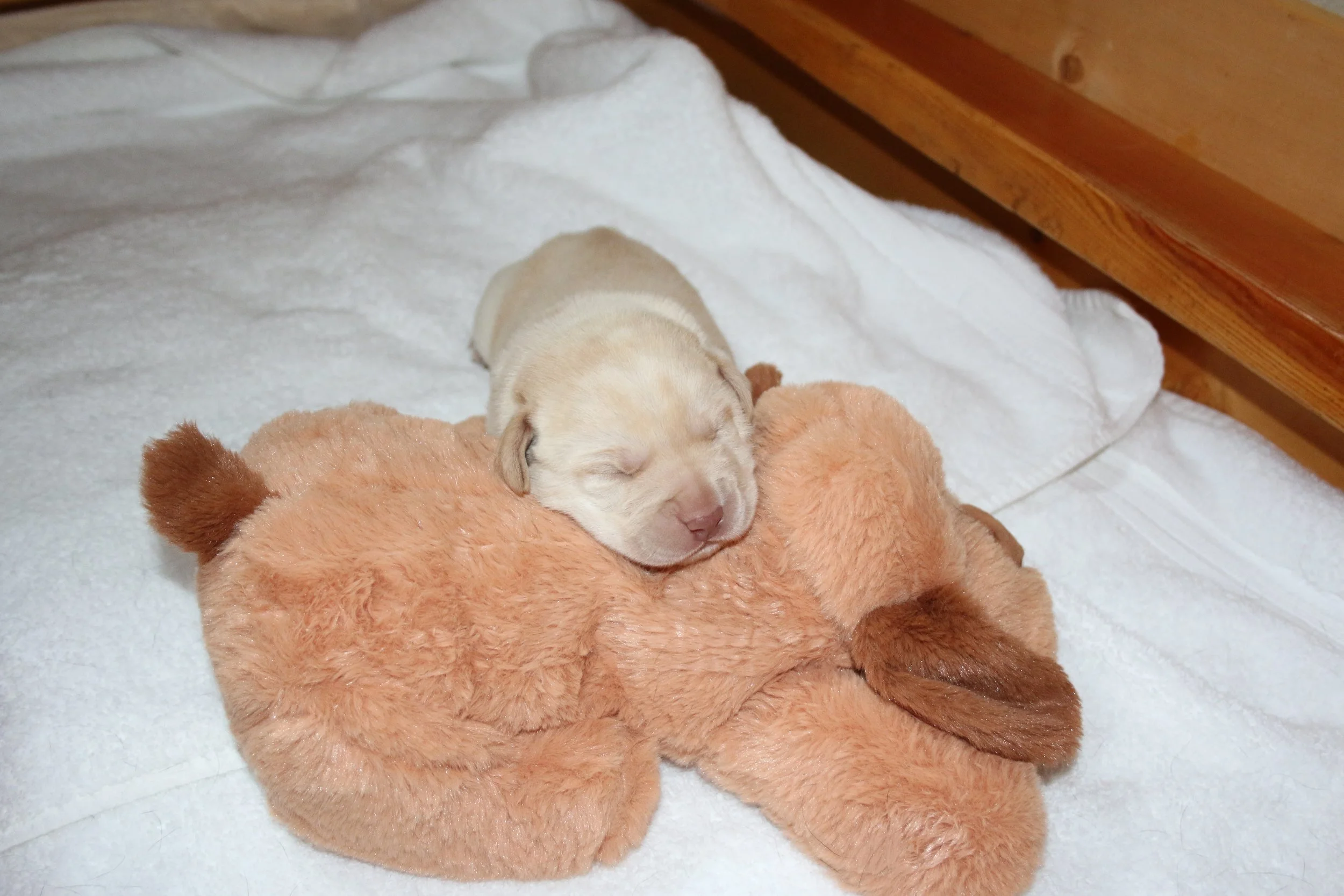 Black and Cream English labrador pups
