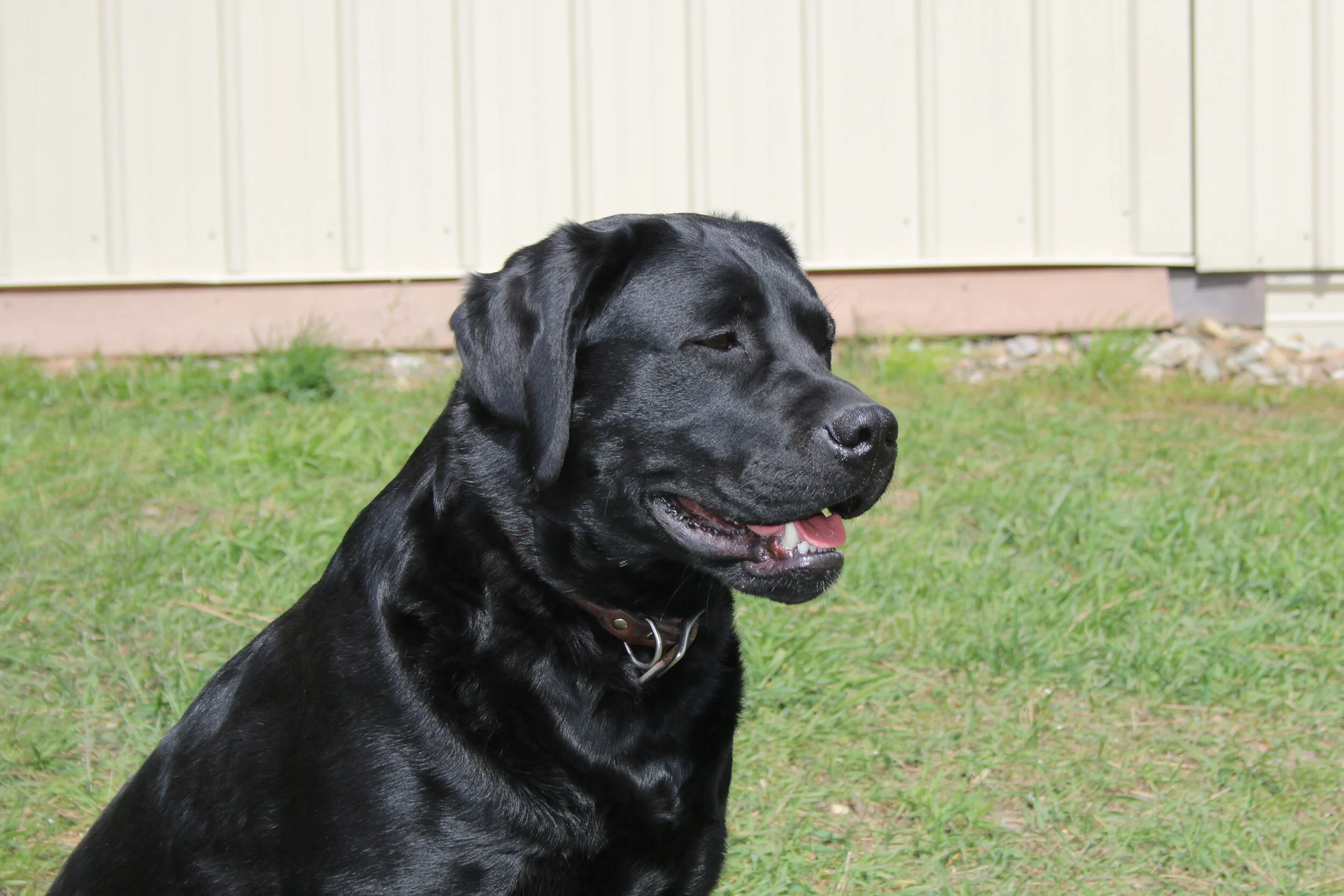 Black and Cream English labrador pups