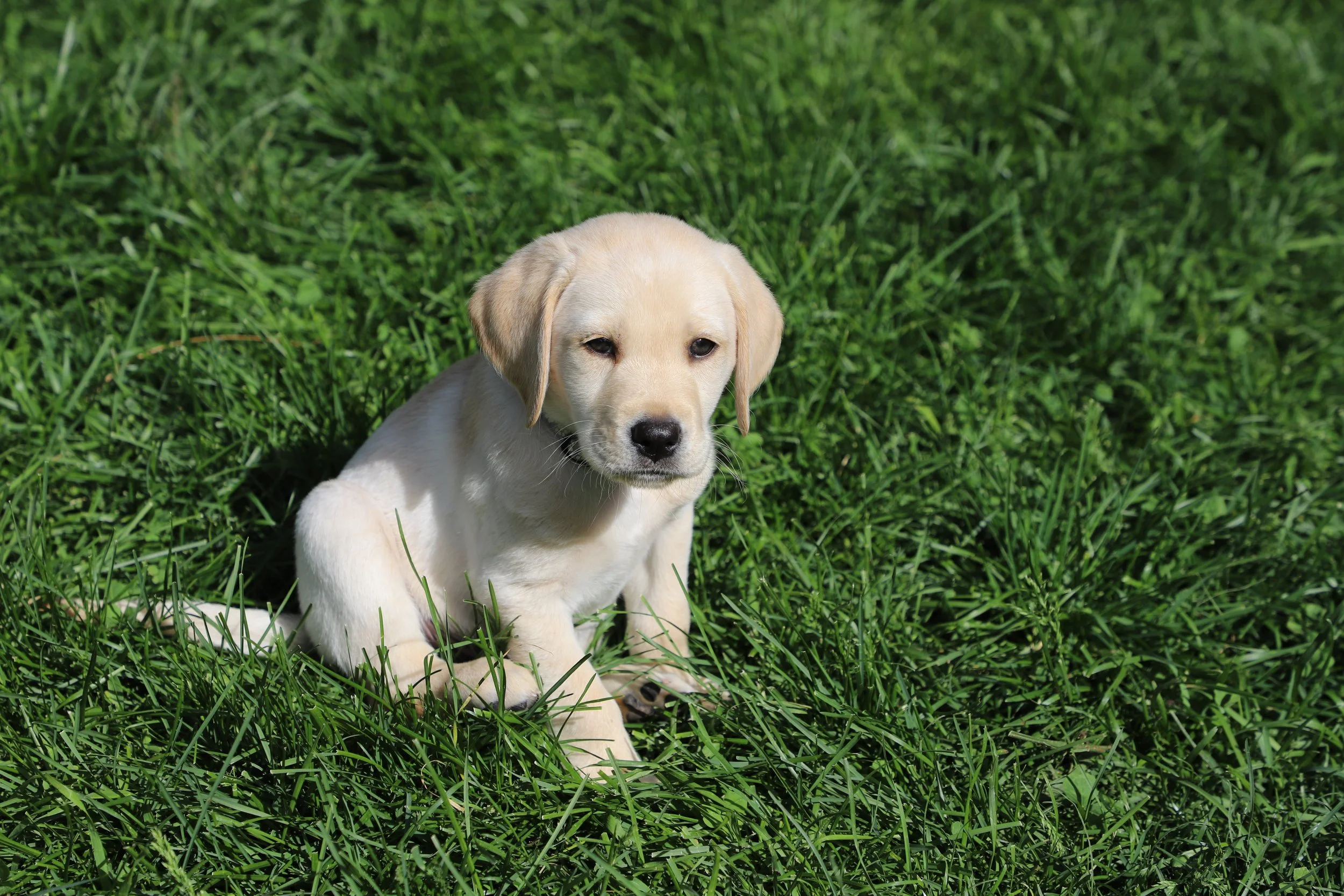 Black and Cream English labrador pups