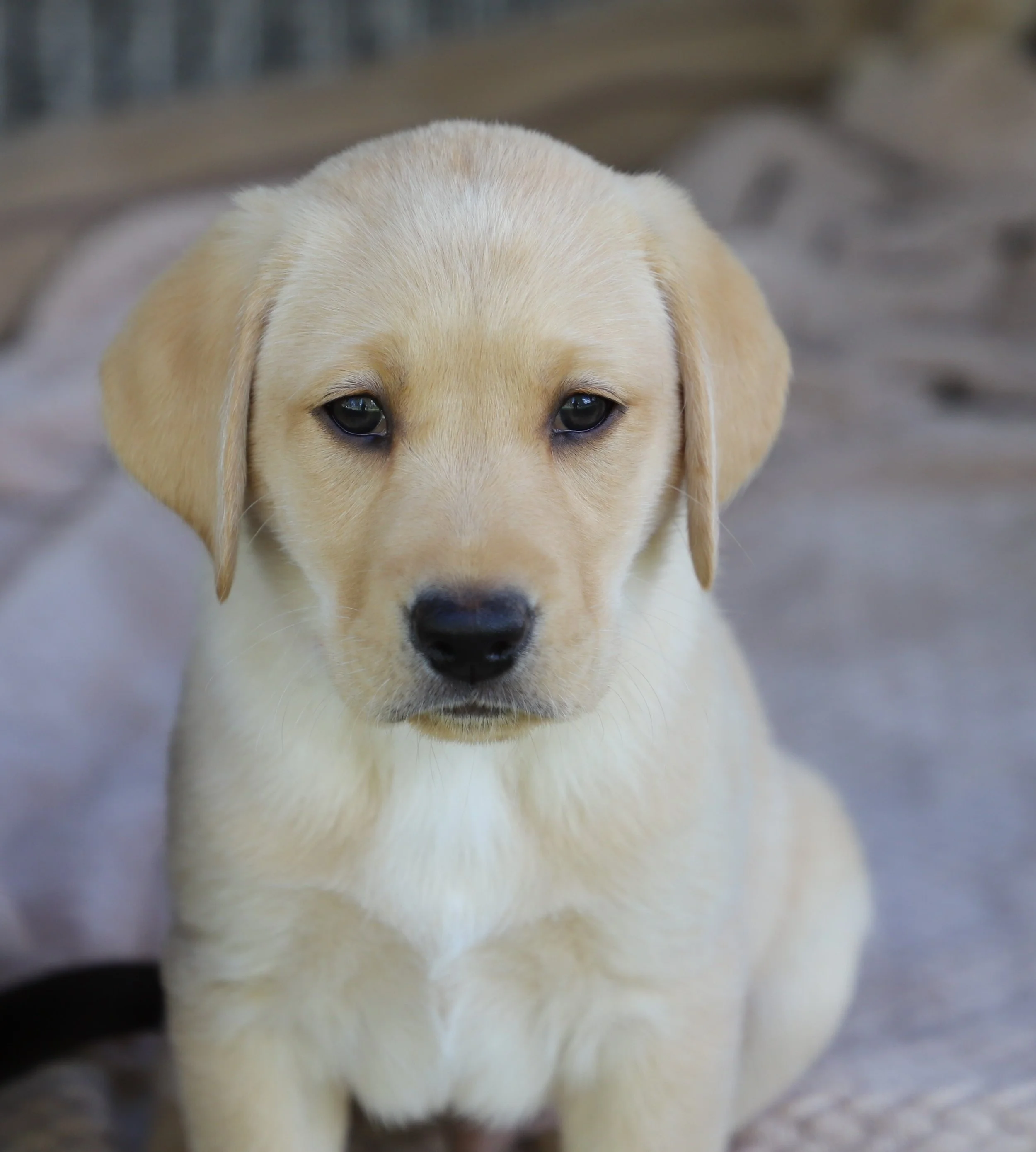 Black and Cream English labrador pups