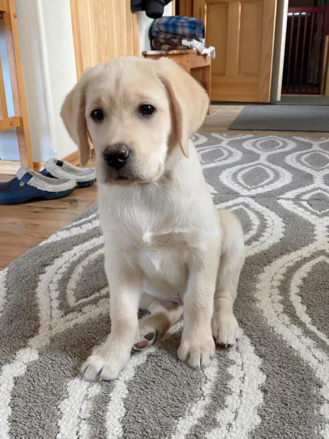 English Cream Labrador Retrievers