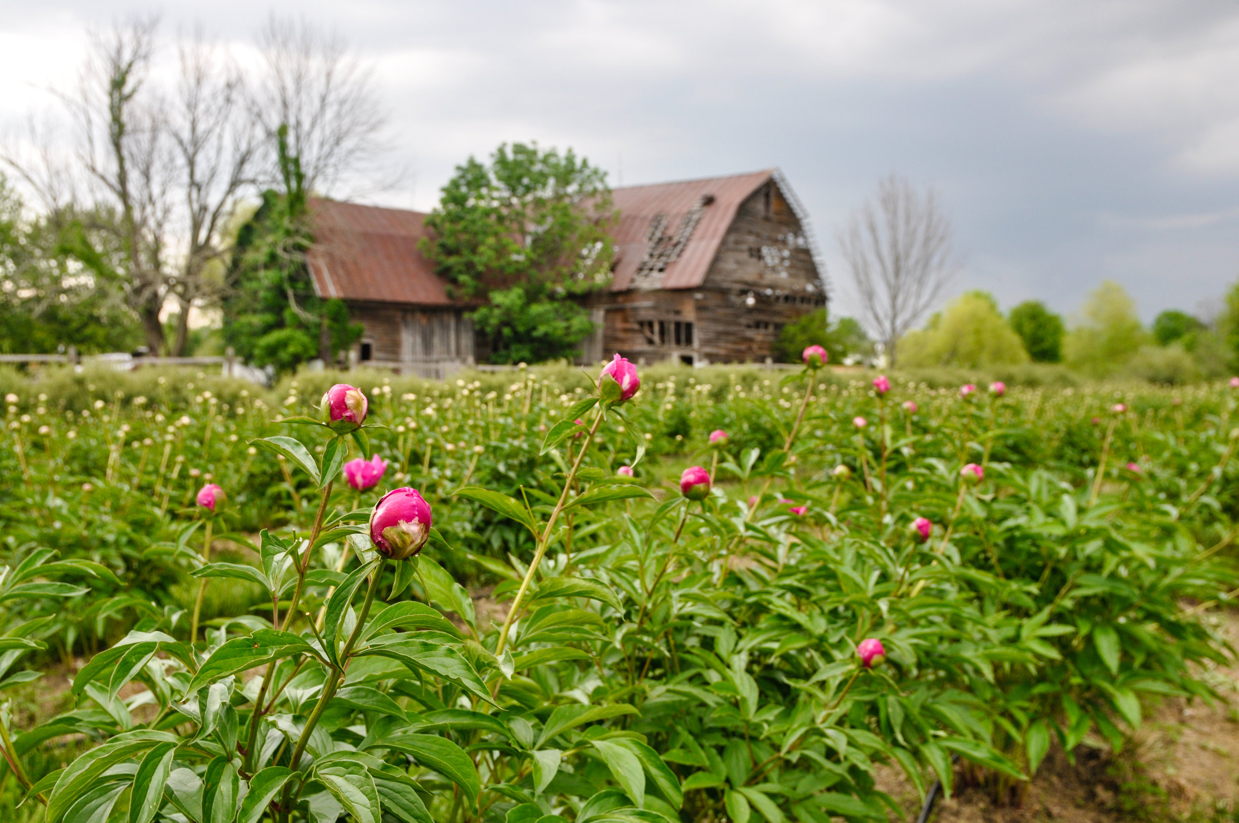Red Twig FarmsWelcome