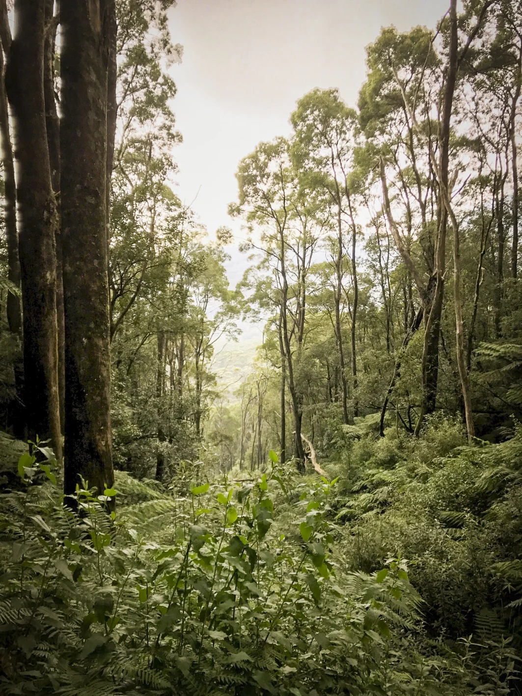 Wild Mind - Psychotherapy and Counselling — A New Psychotherapy Practice