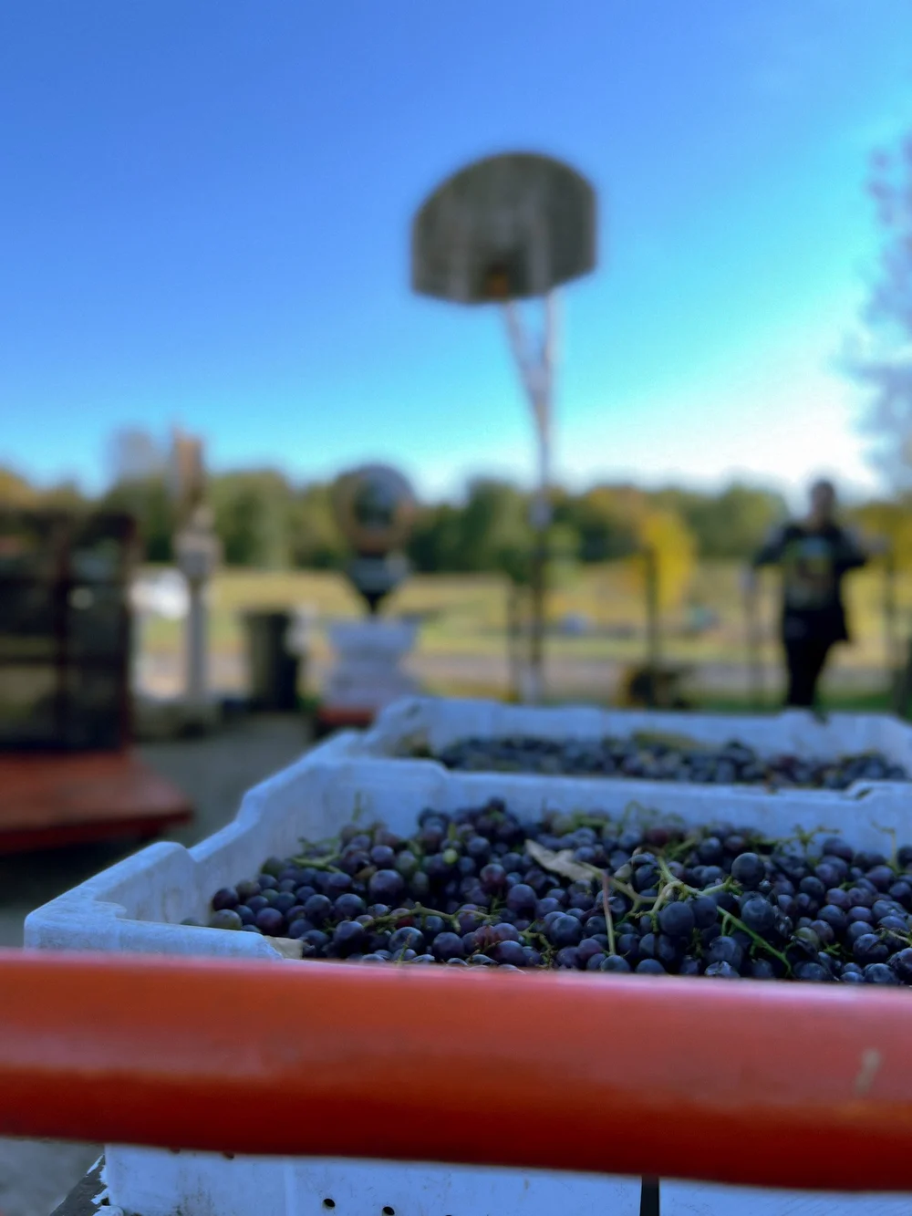 middle brow is... — middle brow