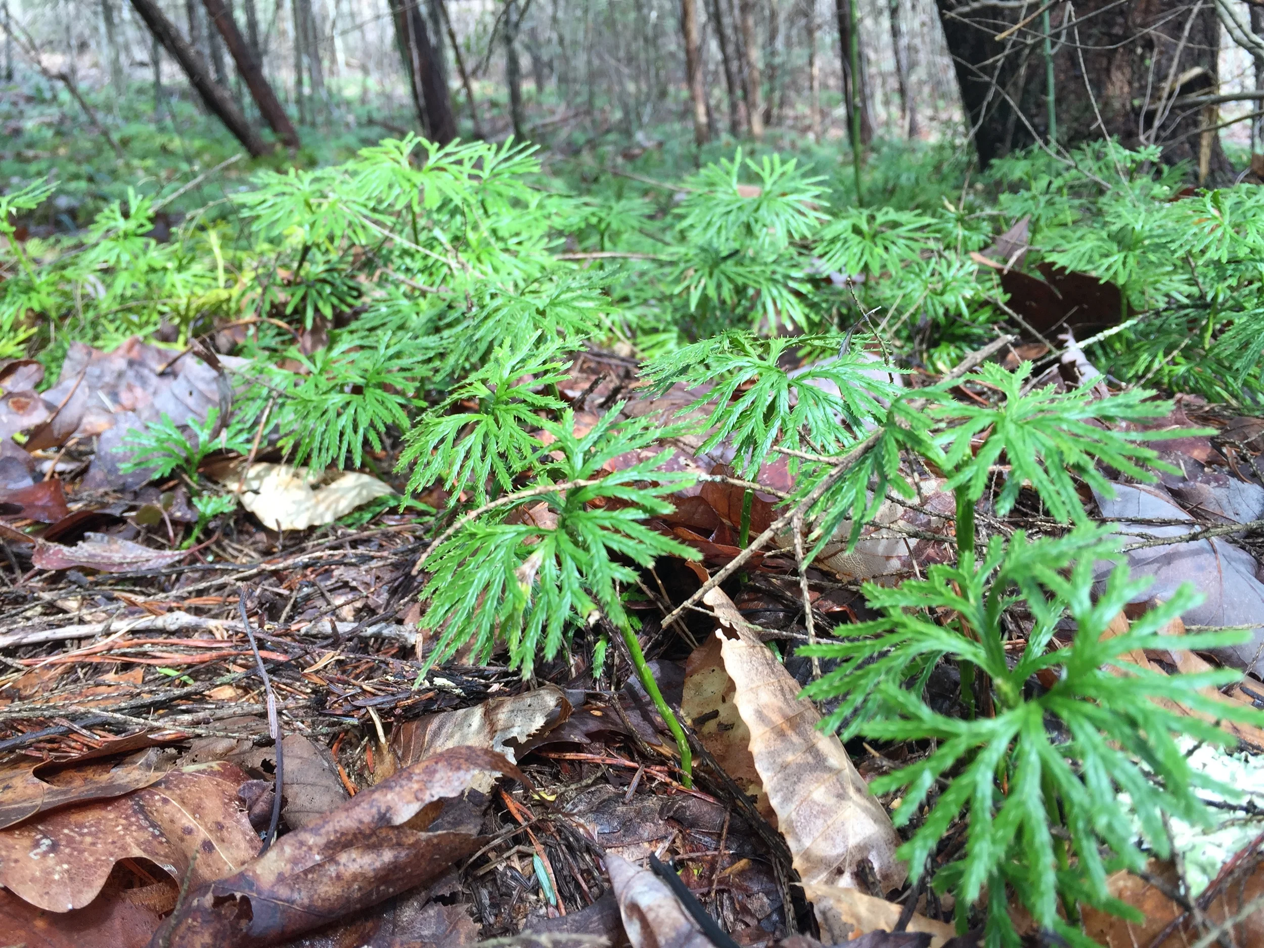 Kentucky's Ancient Forest: An adventure in Blanton Forest State Nature ...