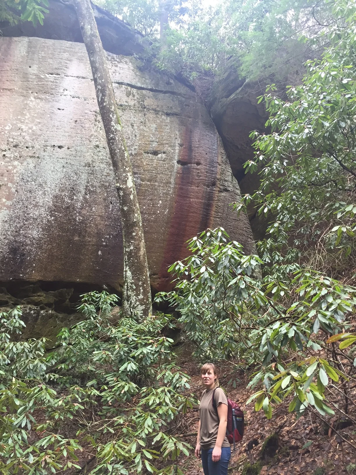Kentucky's Ancient Forest: An adventure in Blanton Forest State Nature ...