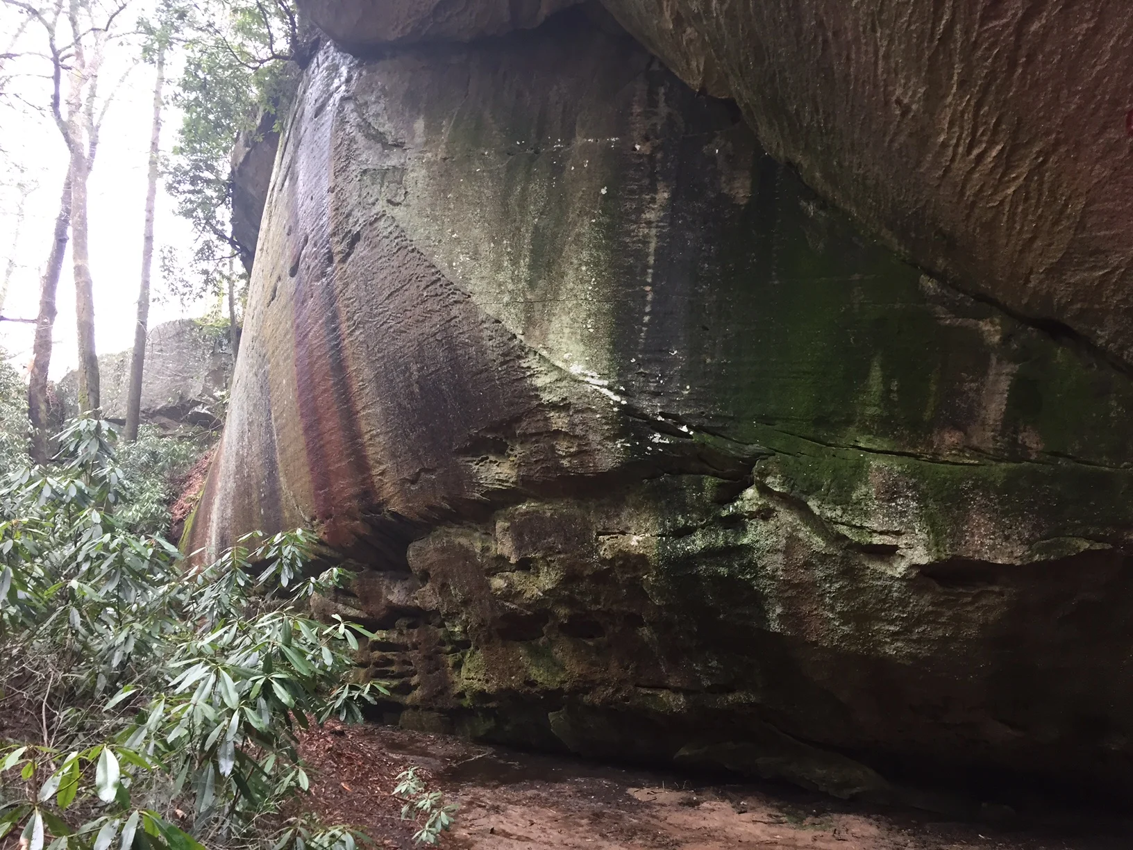 Kentucky's Ancient Forest: An adventure in Blanton Forest State Nature ...