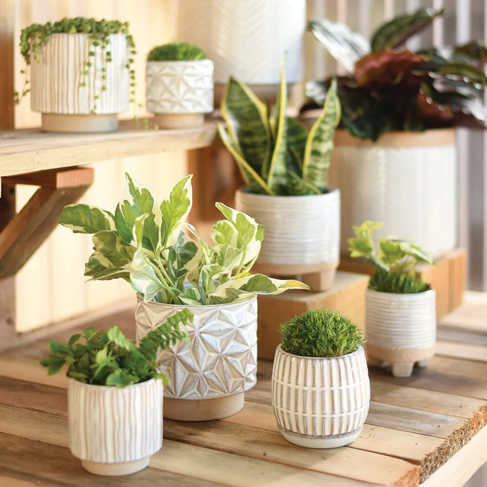 HOMART — Fine Lines