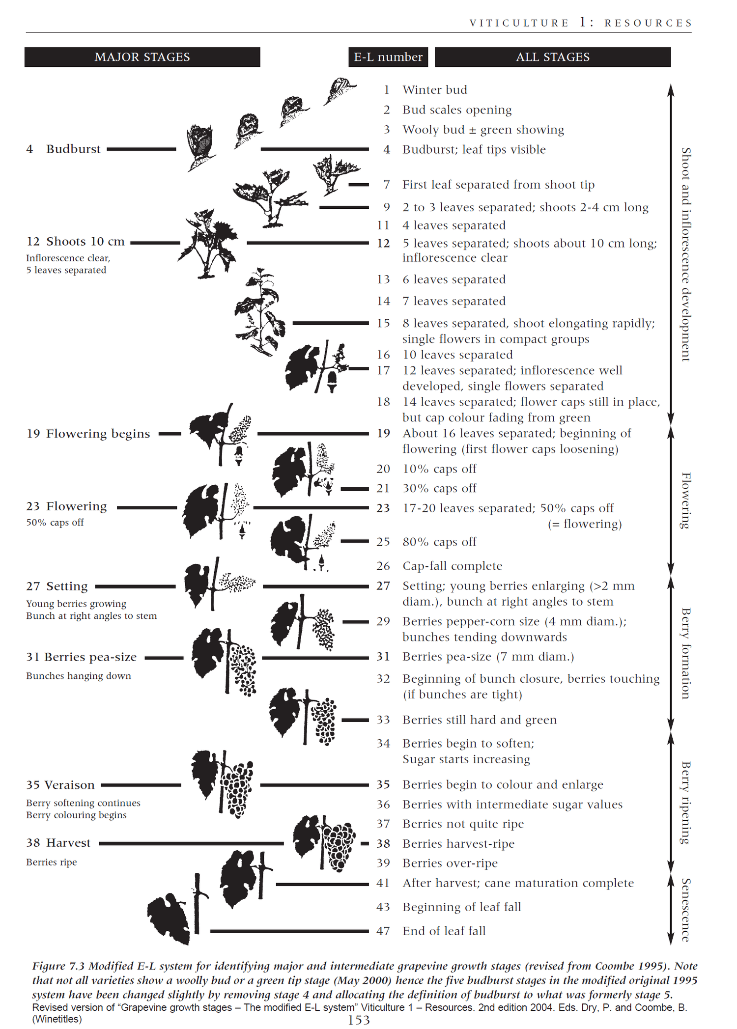 E-L Growth Stage Guide — DJ's Growers