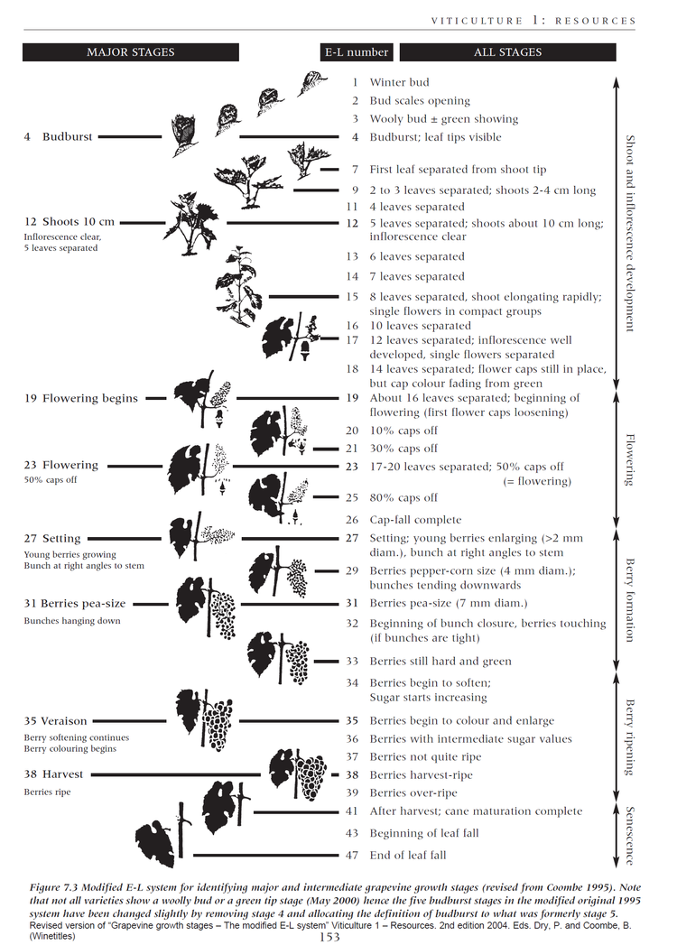 E-L Growth Stage Guide — DJ's Growers
