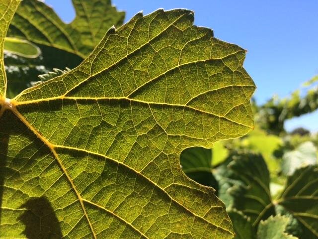 Rust Mite Monitoring & Control. — DJ's Growers