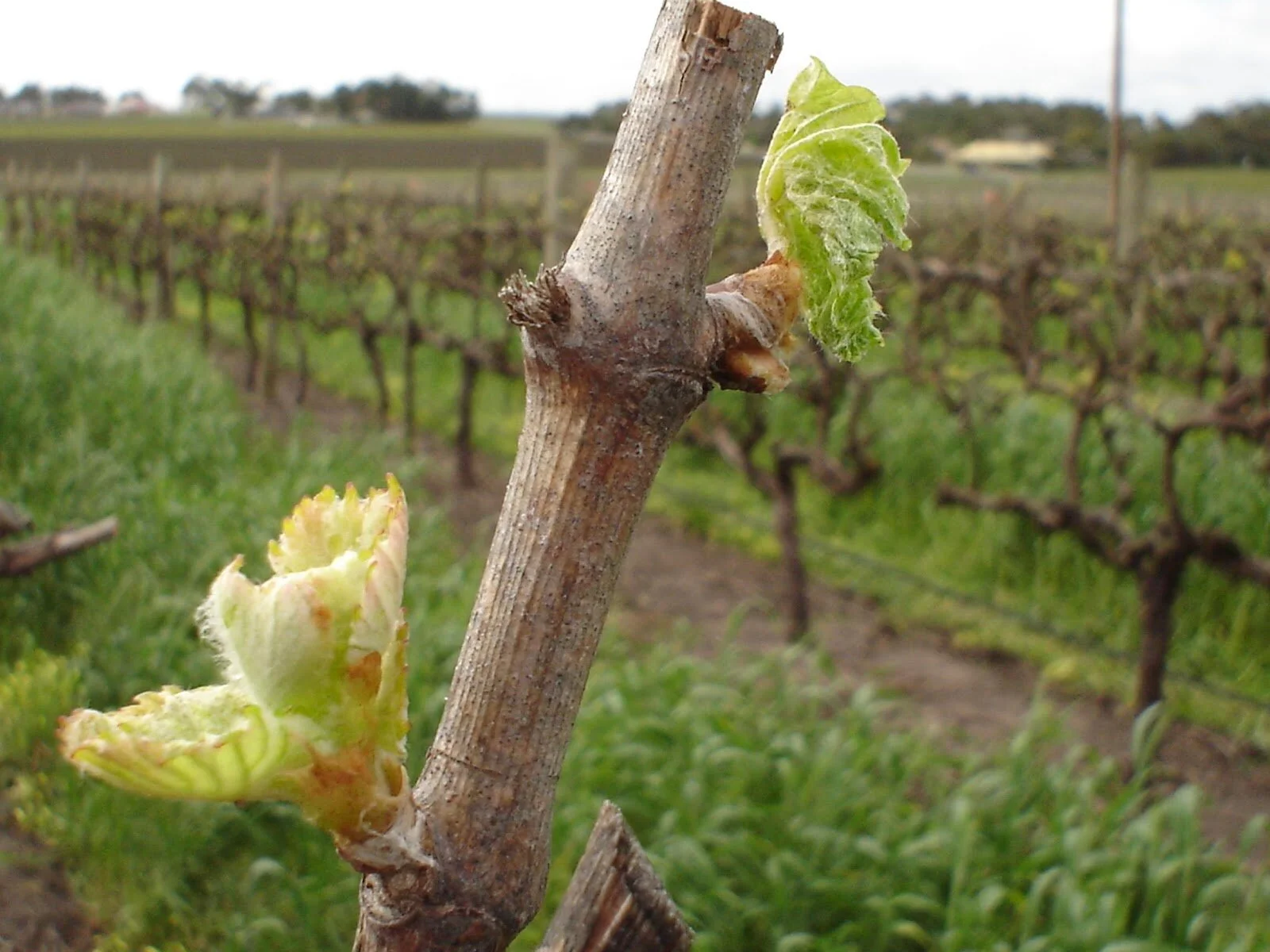 What mite is that? — DJ's Growers